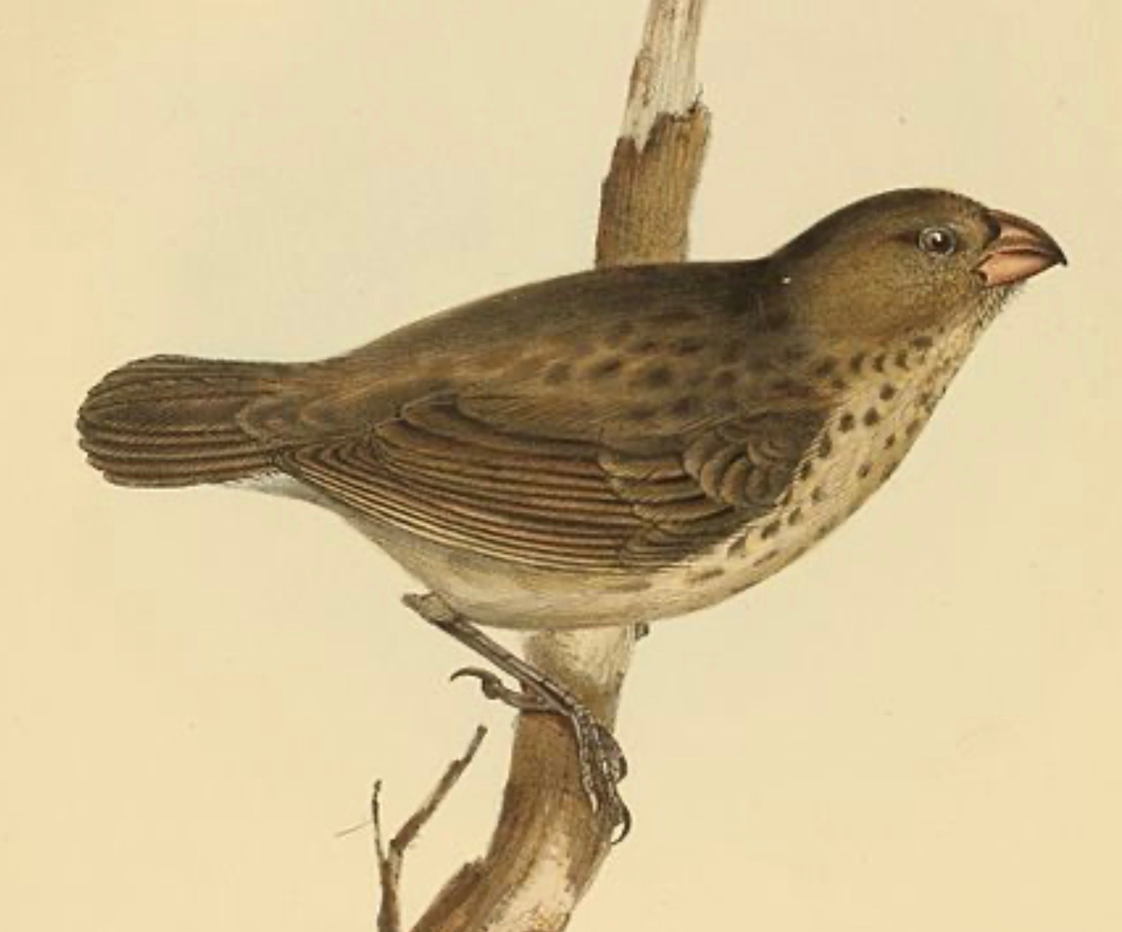 Darwin’s finches – Cloth in Common